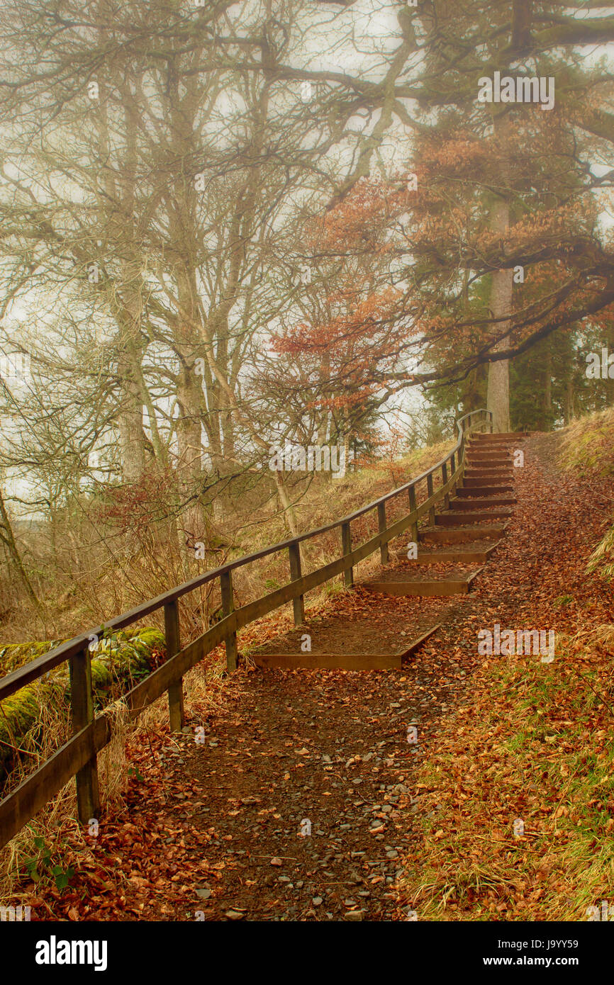 walk, go, going, walking, tree, trees, leaves, fog, steps, step ...