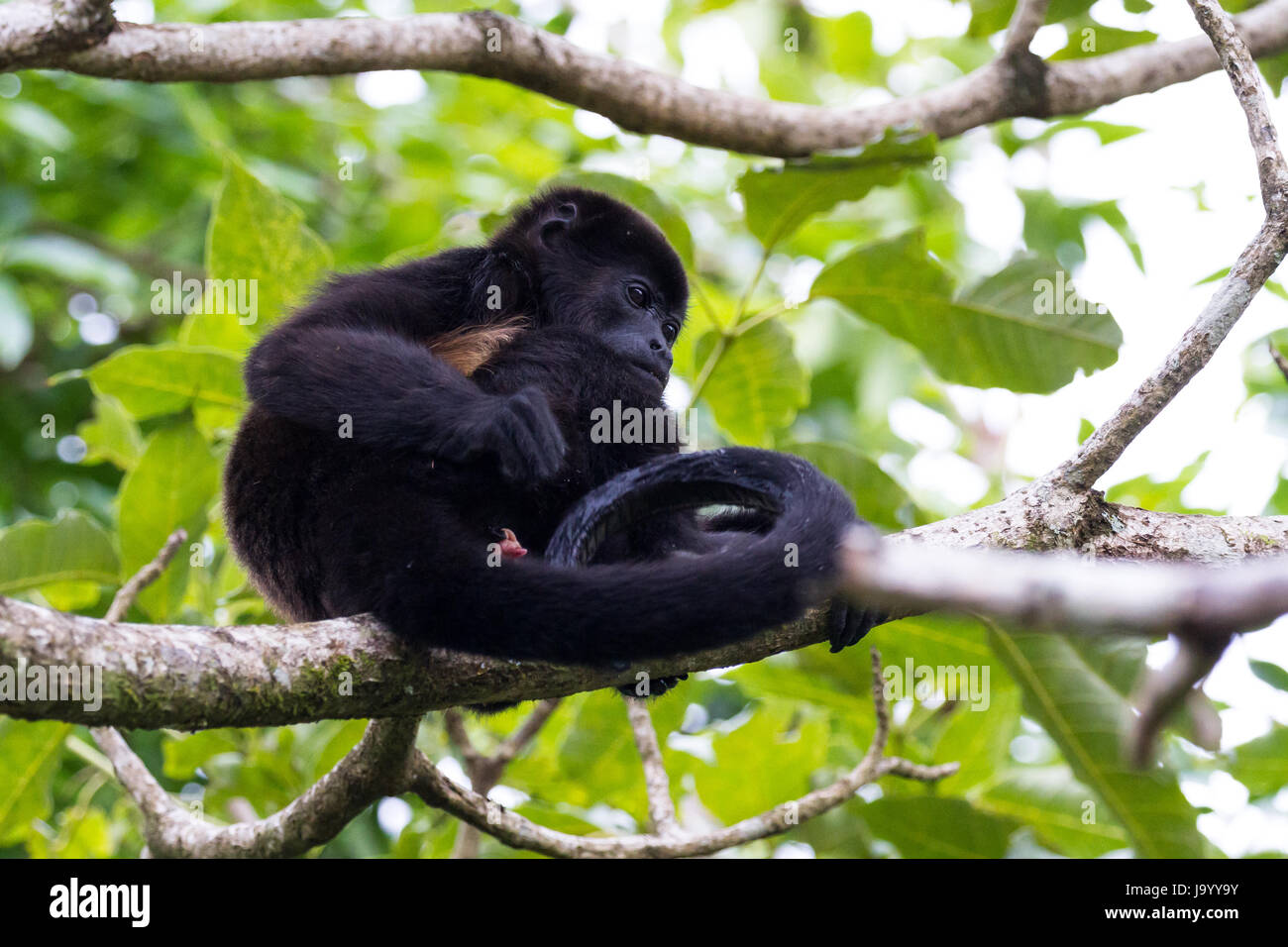female howler monkey peeing on her tail an hands while up a tall tree ...