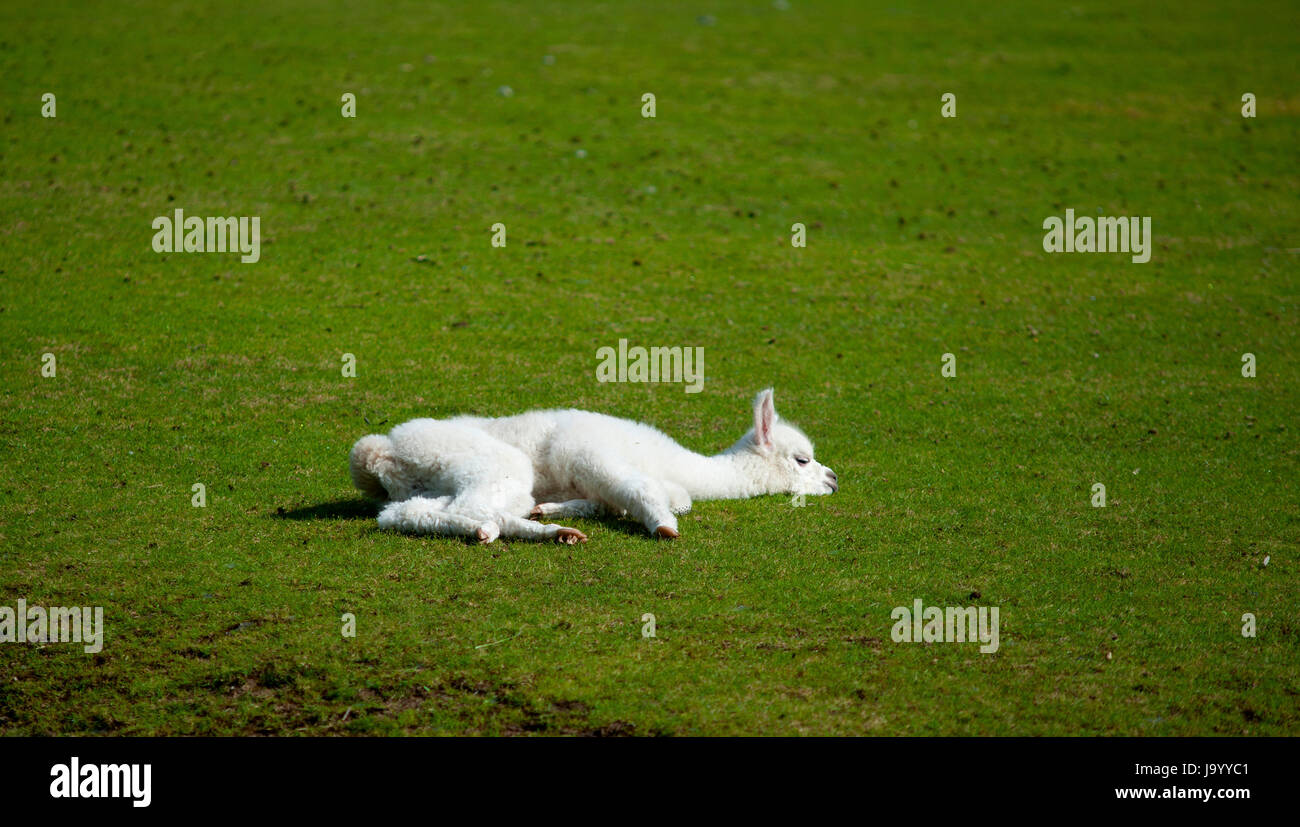 Sleeping llama hi-res stock photography and images - Alamy