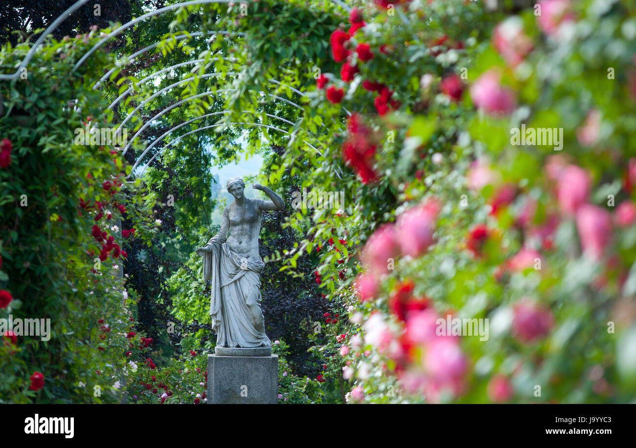 Rose arc garden hi-res stock photography and images - Alamy