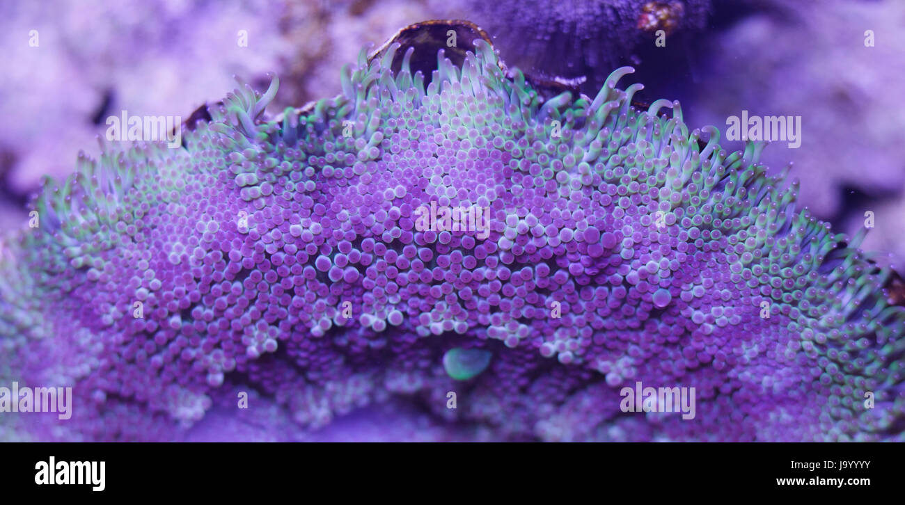 Sea Anemone texture Stock Photo - Alamy