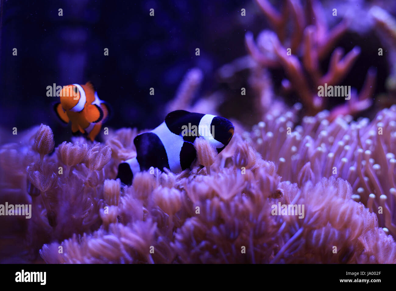 Black and red Clownfishes Stock Photo - Alamy