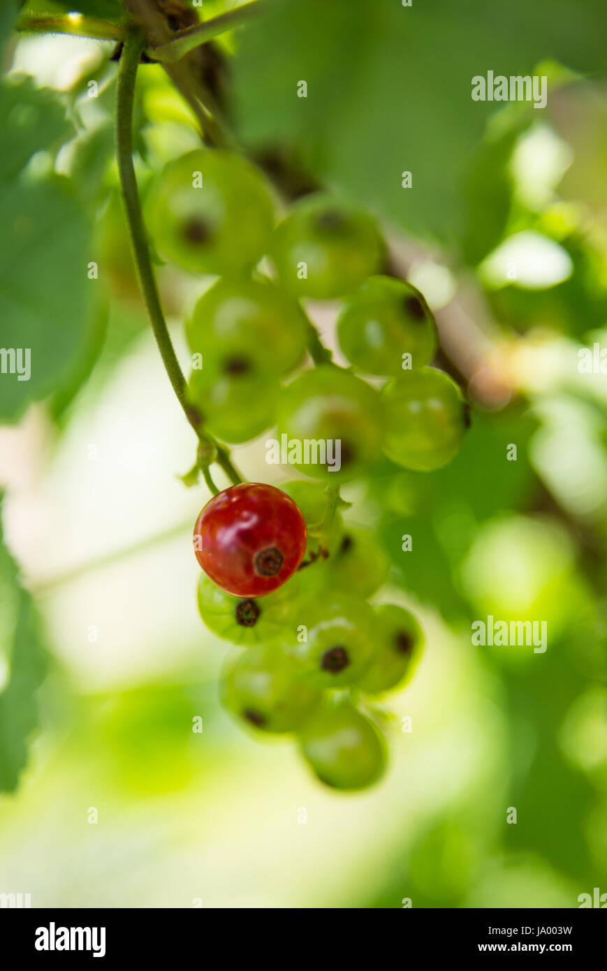 food, aliment, leaf, sweet, closeup, garden, leaves, agriculture ...
