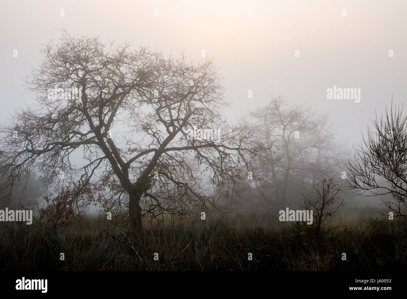 Trees in the midst of fog and mist Stock Photo - Alamy