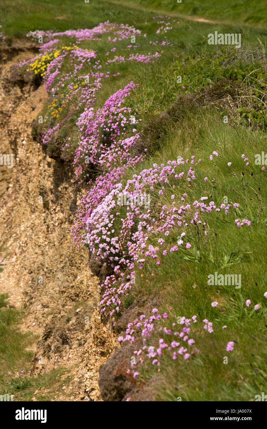 UK, Wales, Pembrokeshire, Solva, Pink thrift, Armeria maritima growing ...