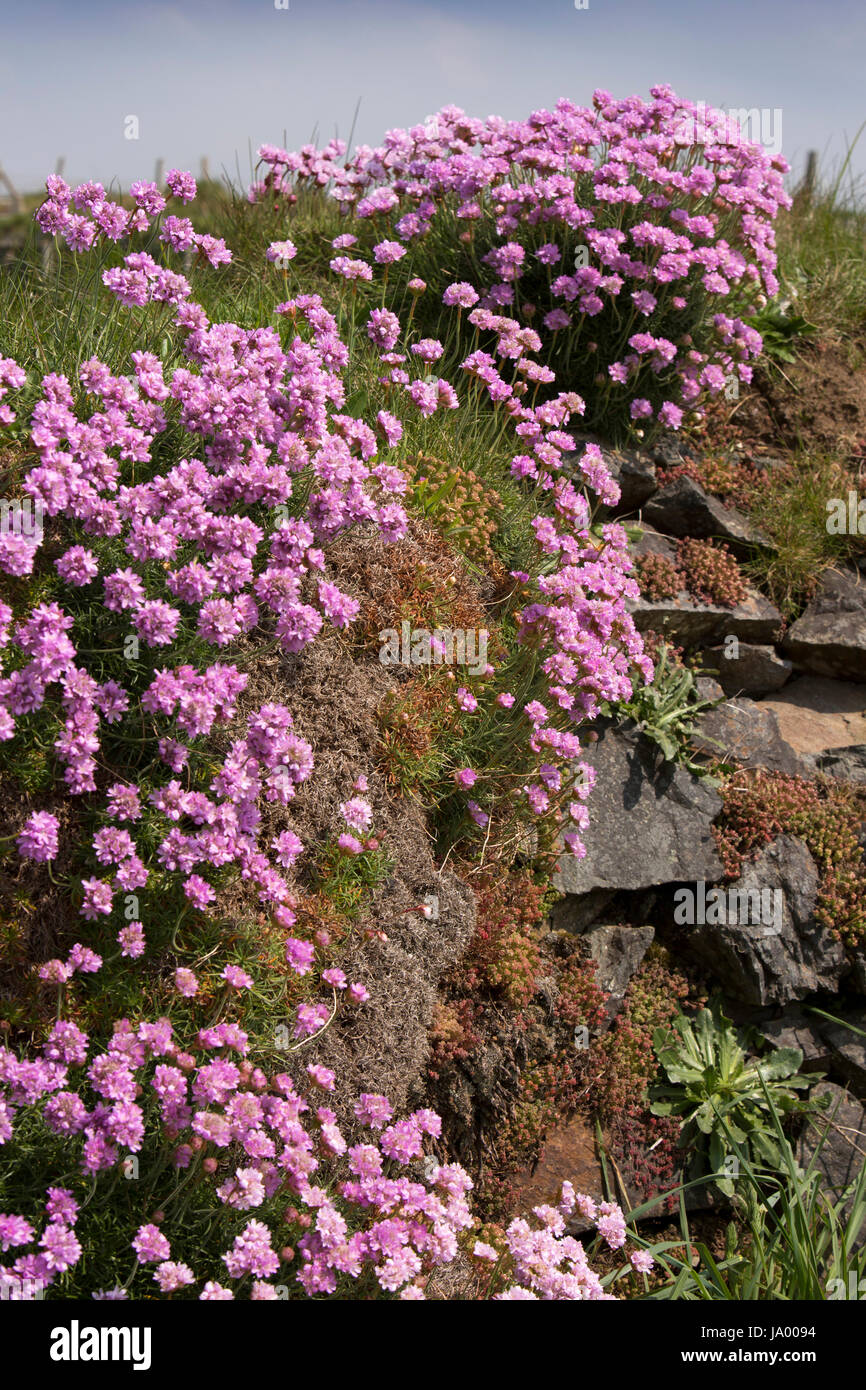Thrift sea pink flowers growing hi-res stock photography and images - Alamy