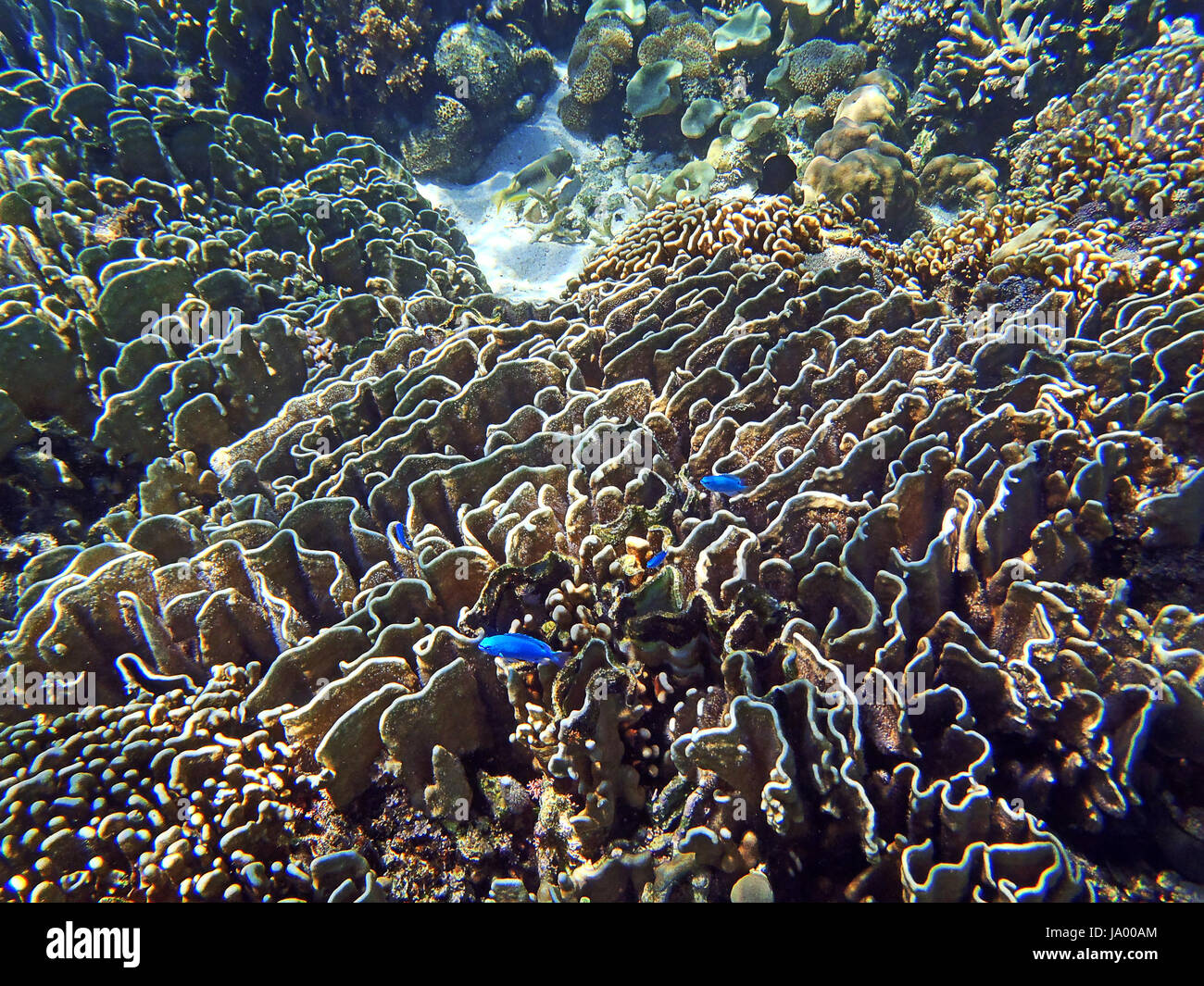 Beautiful coral reef underwater in Thailand Stock Photo - Alamy