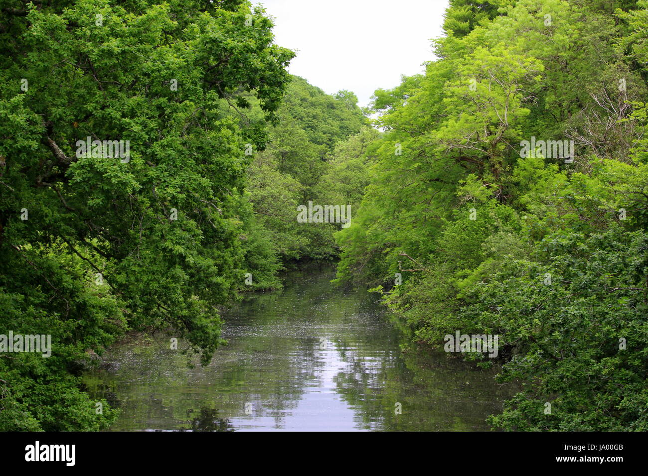 A typical English countryside scene of lush green trees and foliage ...