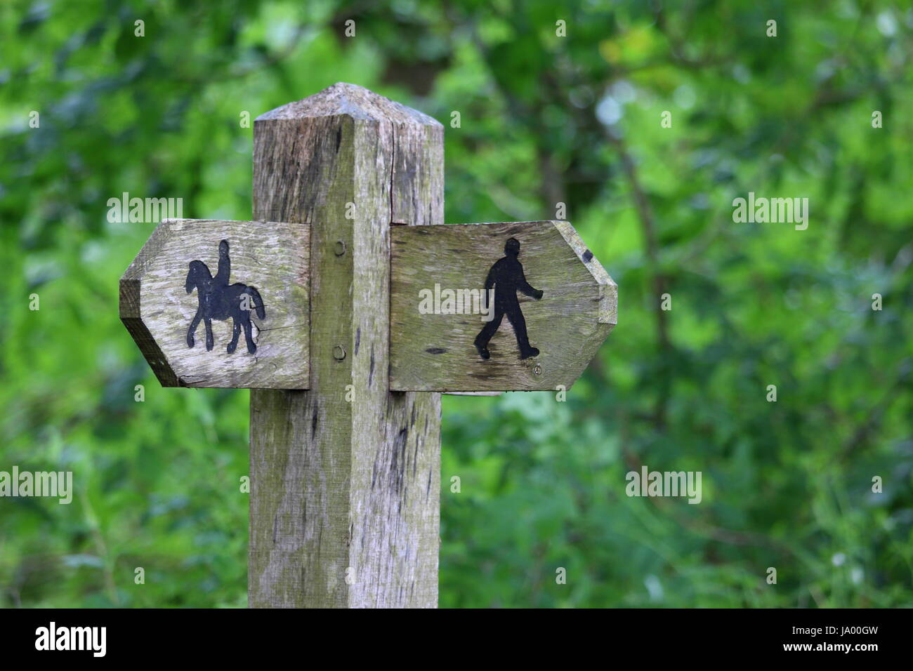 A wooden signpost, with signs pointing to a bridle path and a footpath ...