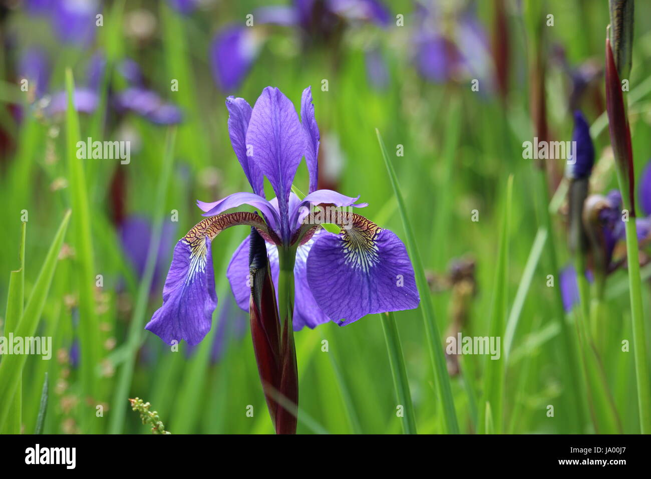 Caesar's Brother Iris, a Siberian Iris variety Stock Photo - Alamy