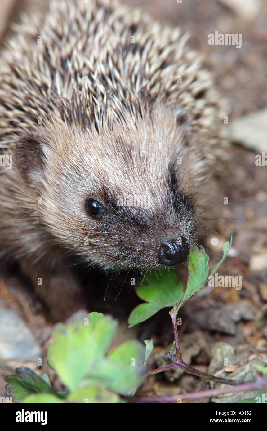 German hedgehog hi-res stock photography and images - Alamy