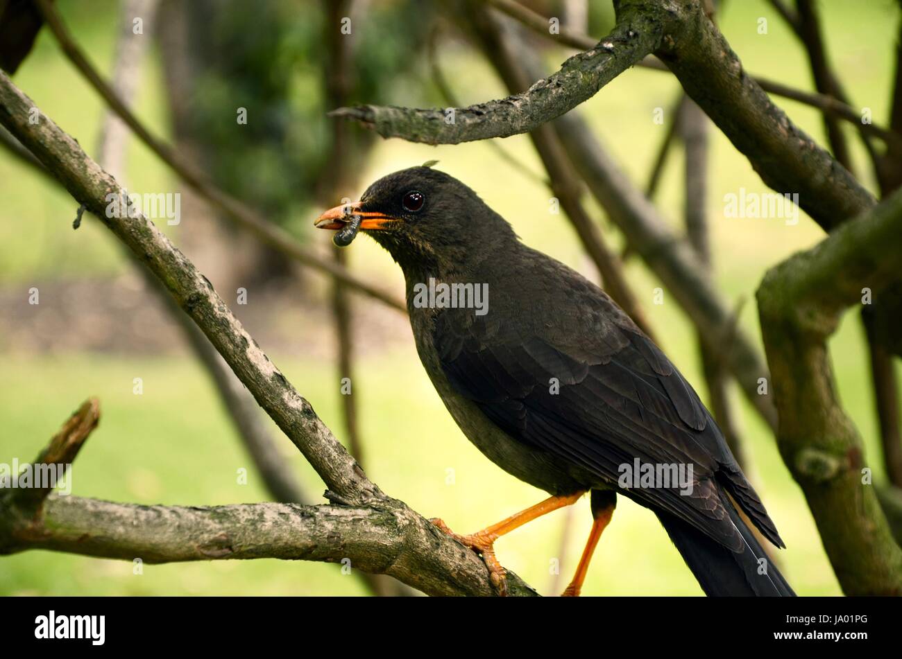True Thrush High Resolution Stock Photography and Images - Alamy
