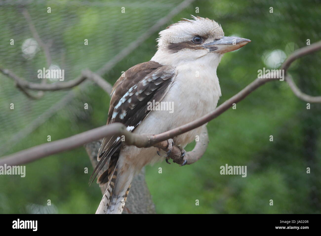 Dickybird hi-res stock photography and images - Alamy