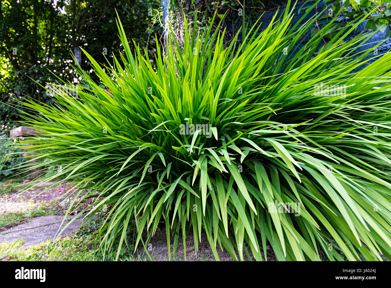 Plants with pointed leaves High Resolution Stock Photography and Images ...