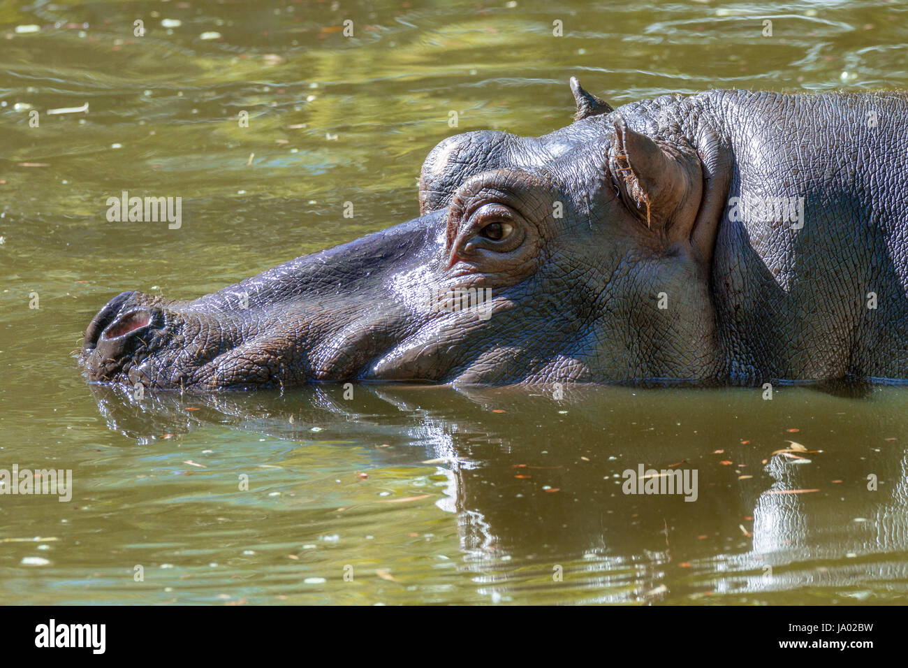 Hippopotamus mammal hi-res stock photography and images - Alamy
