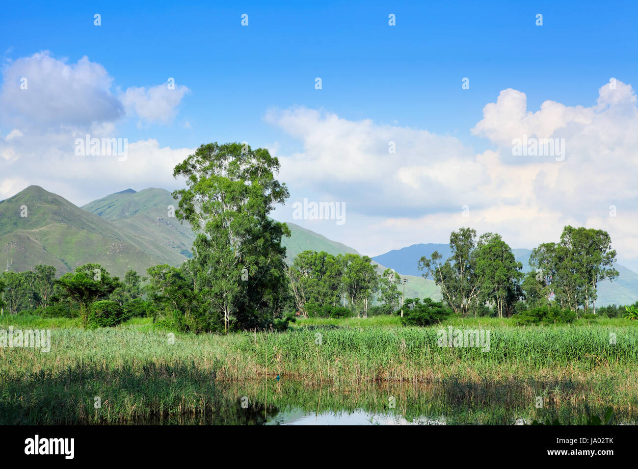 blue, environment, enviroment, tree, trees, hill, park, wood, ground ...