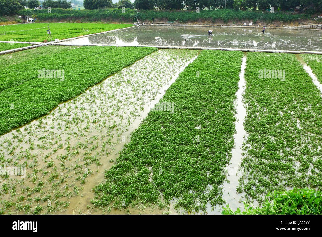 agricultural, environment, enviroment, tree, agriculture, farming ...