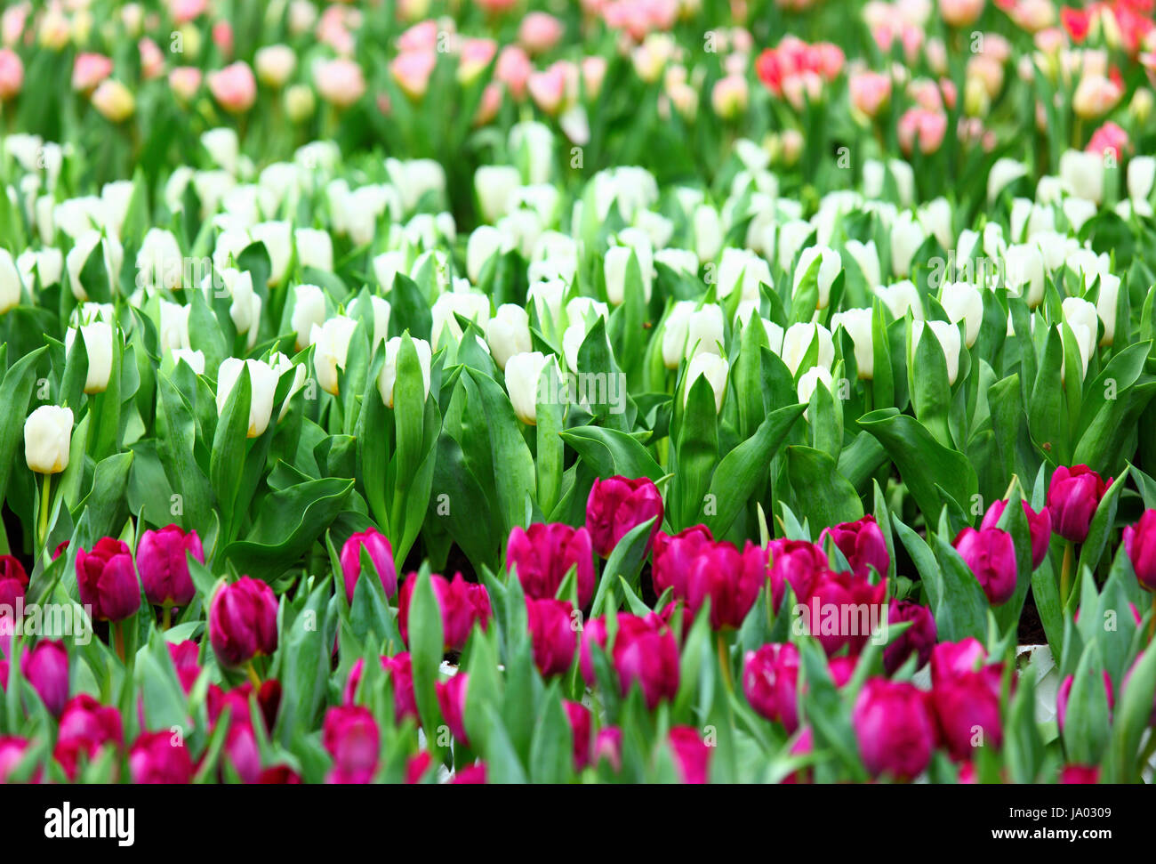 environment, enviroment, closeup, flower, plant, bloom, blossom ...