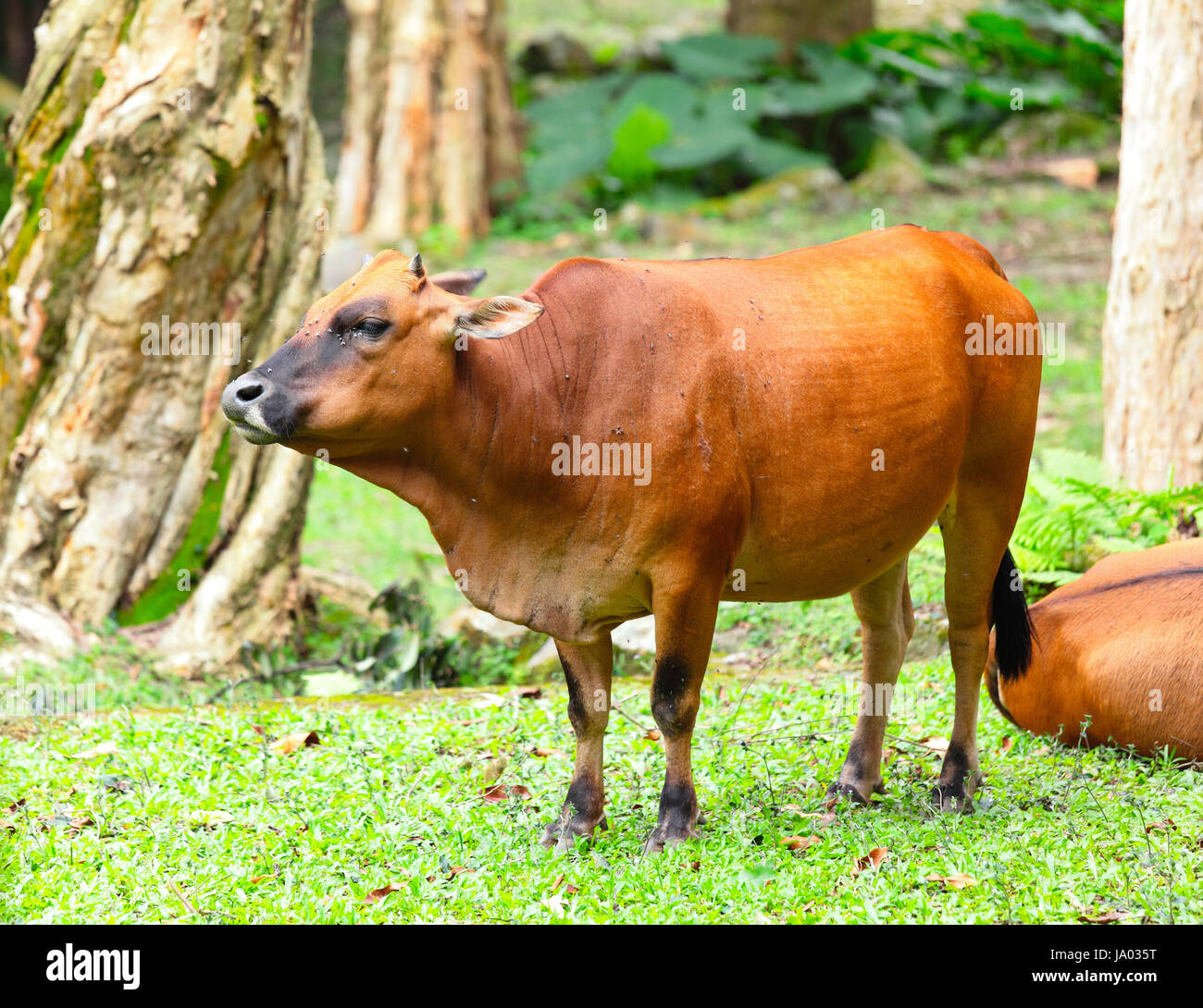 environment, enviroment, animal, mammal, fauna, bull, agriculture ...