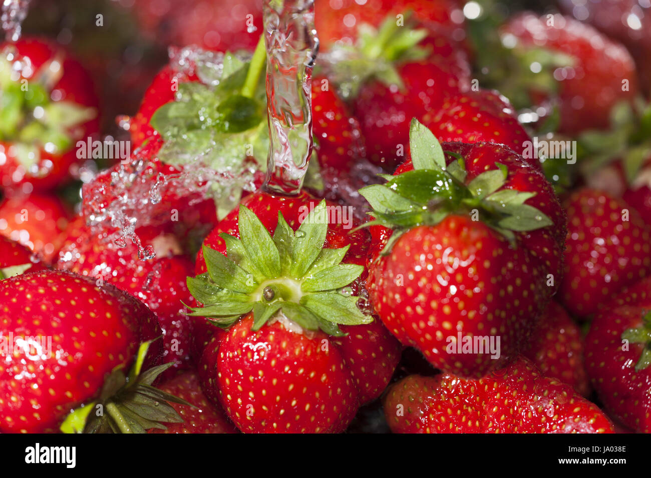 freshly harvested strawberries under water jet Stock Photo - Alamy