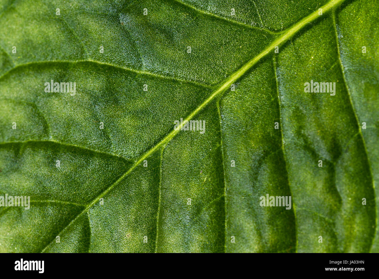 close up of a green leaf with veins and lines trough it Stock Photo - Alamy