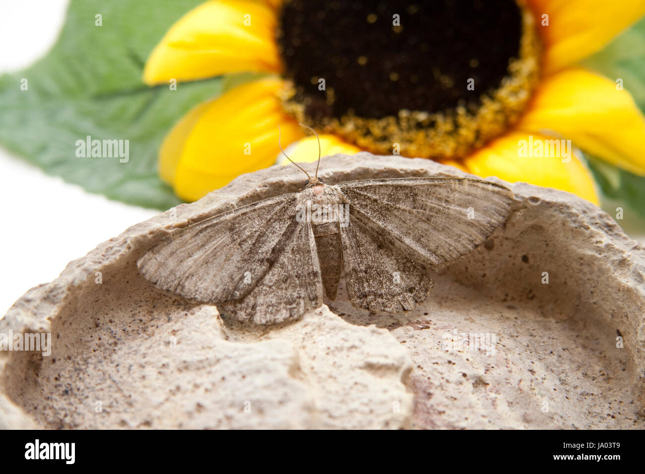 motte in stone bowl Stock Photo - Alamy