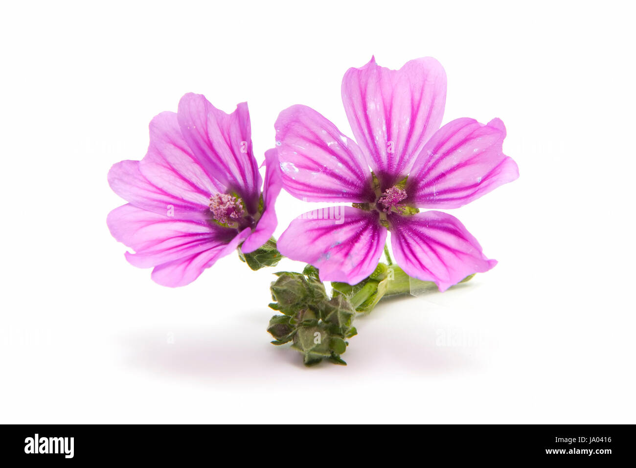 flower, plant, spring, mallow, season, botanical, nature, beautiful ...