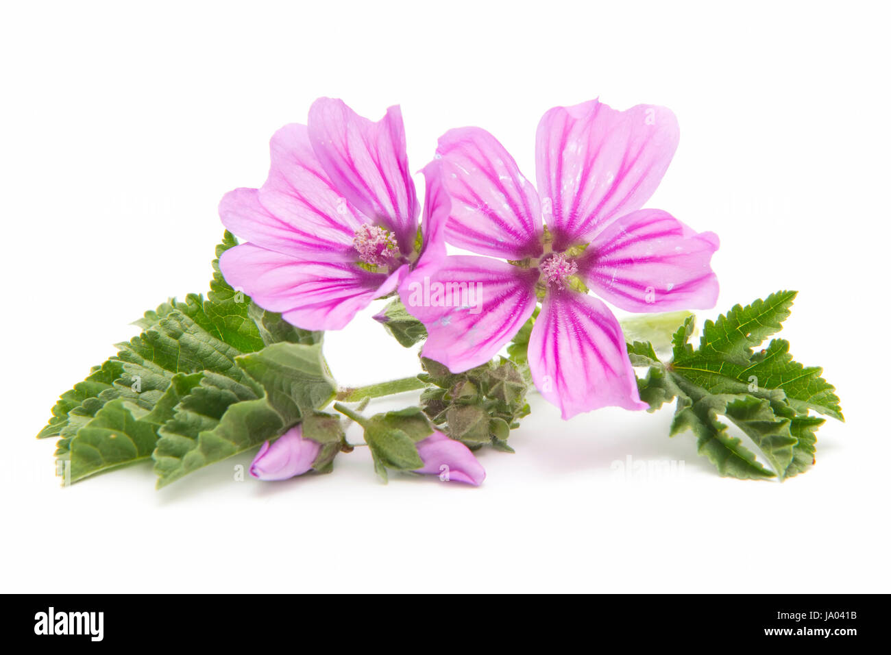 flower, plant, spring, mallow, season, botanical, nature, beautiful ...