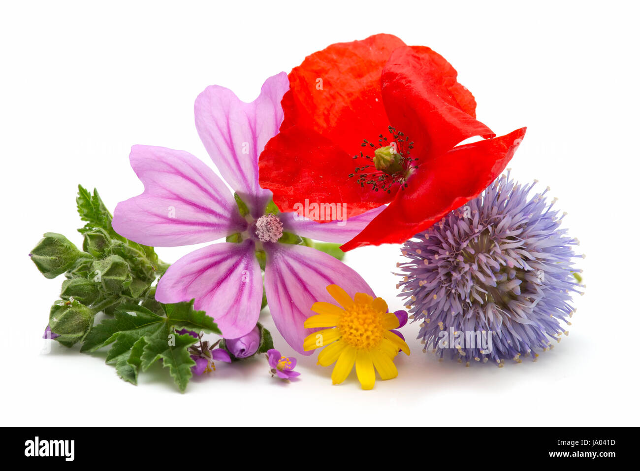 flower, plant, spring, mallow, season, botanical, nature, beautiful ...