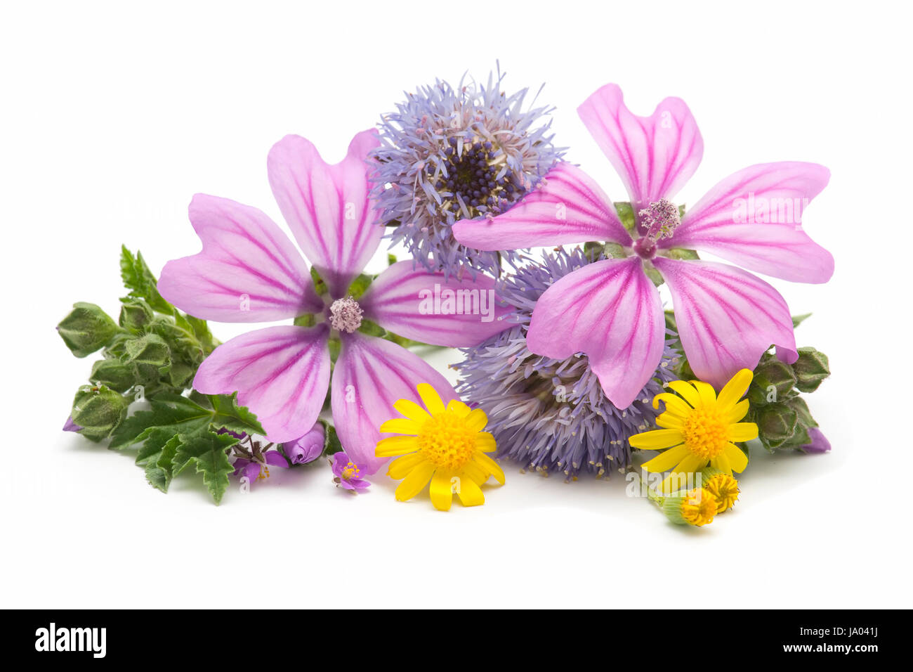 flower, plant, spring, mallow, season, botanical, nature, beautiful ...