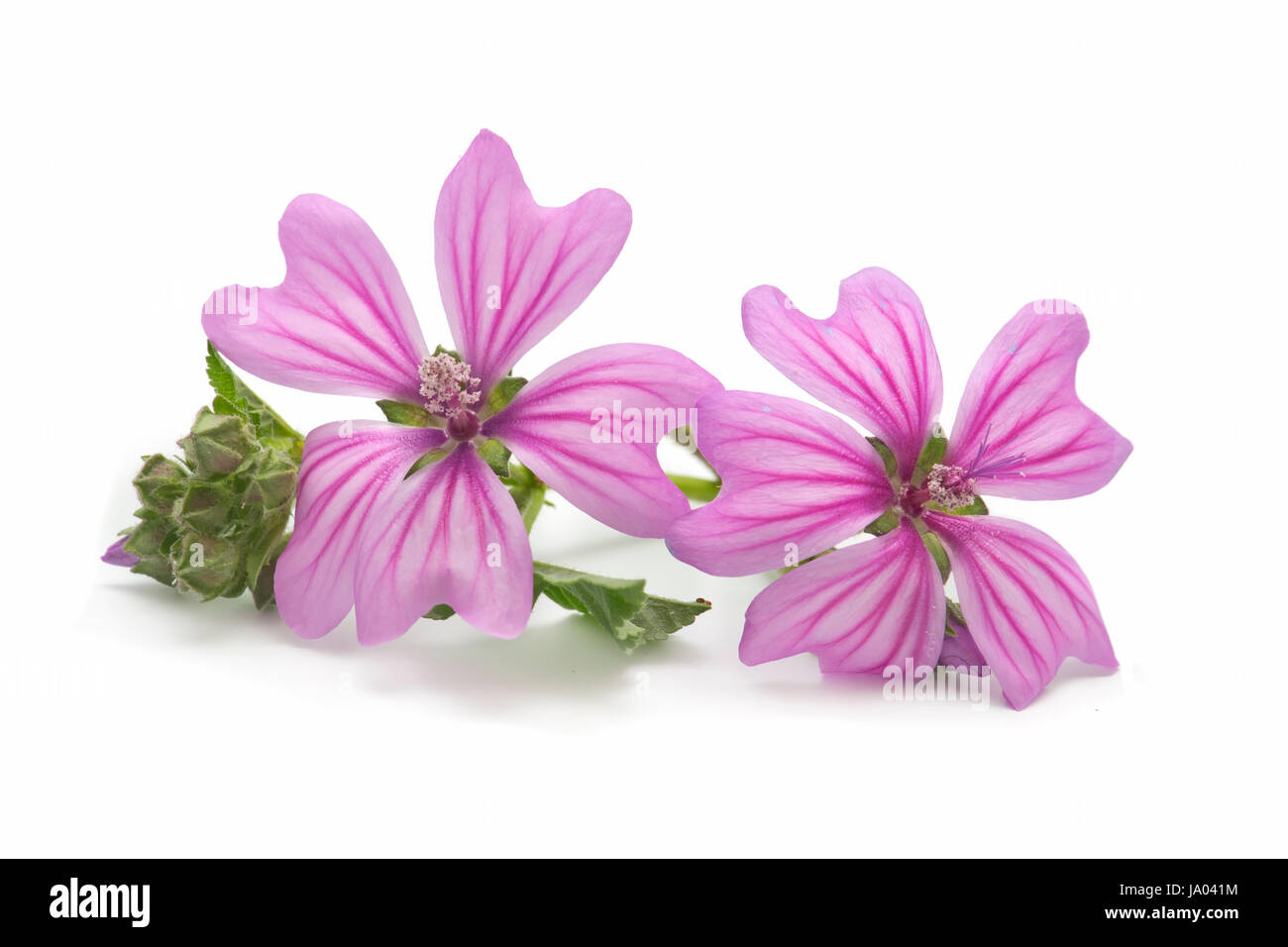 flower, plant, spring, mallow, season, botanical, nature, beautiful ...