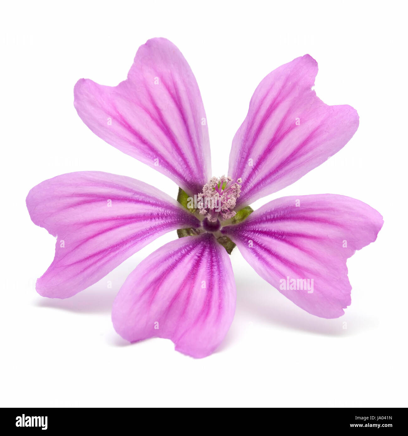 flower, plant, spring, mallow, season, botanical, nature, beautiful ...