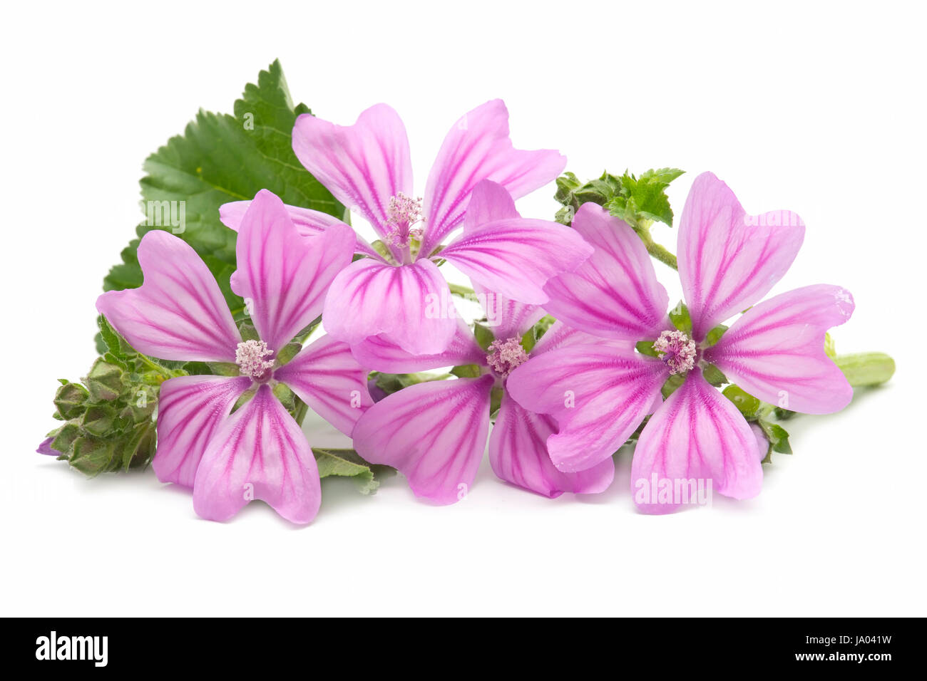 flower, plant, spring, mallow, season, botanical, nature, beautiful ...