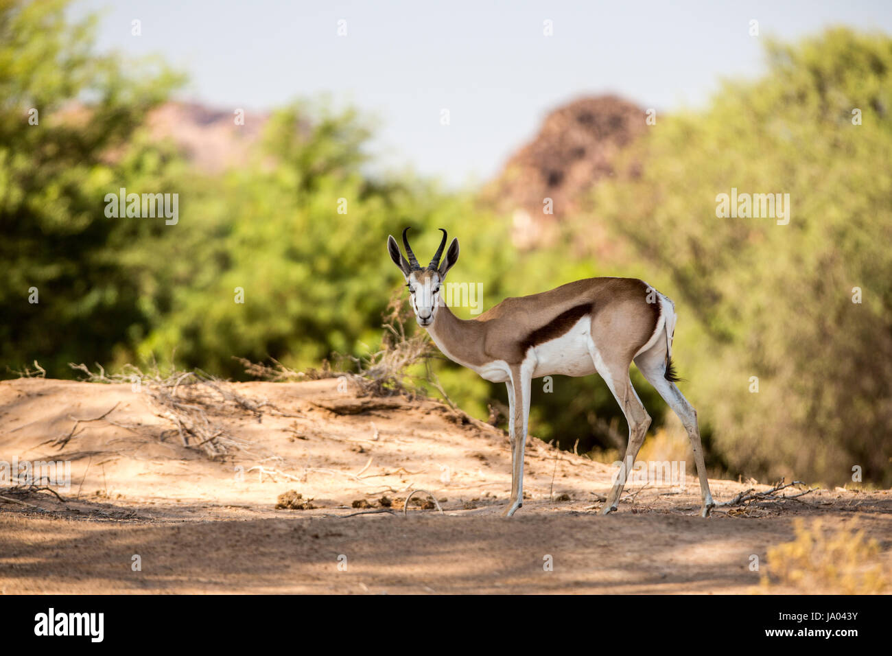 desert, wasteland, mammal, africa, namibia, wildlife, herbivore ...