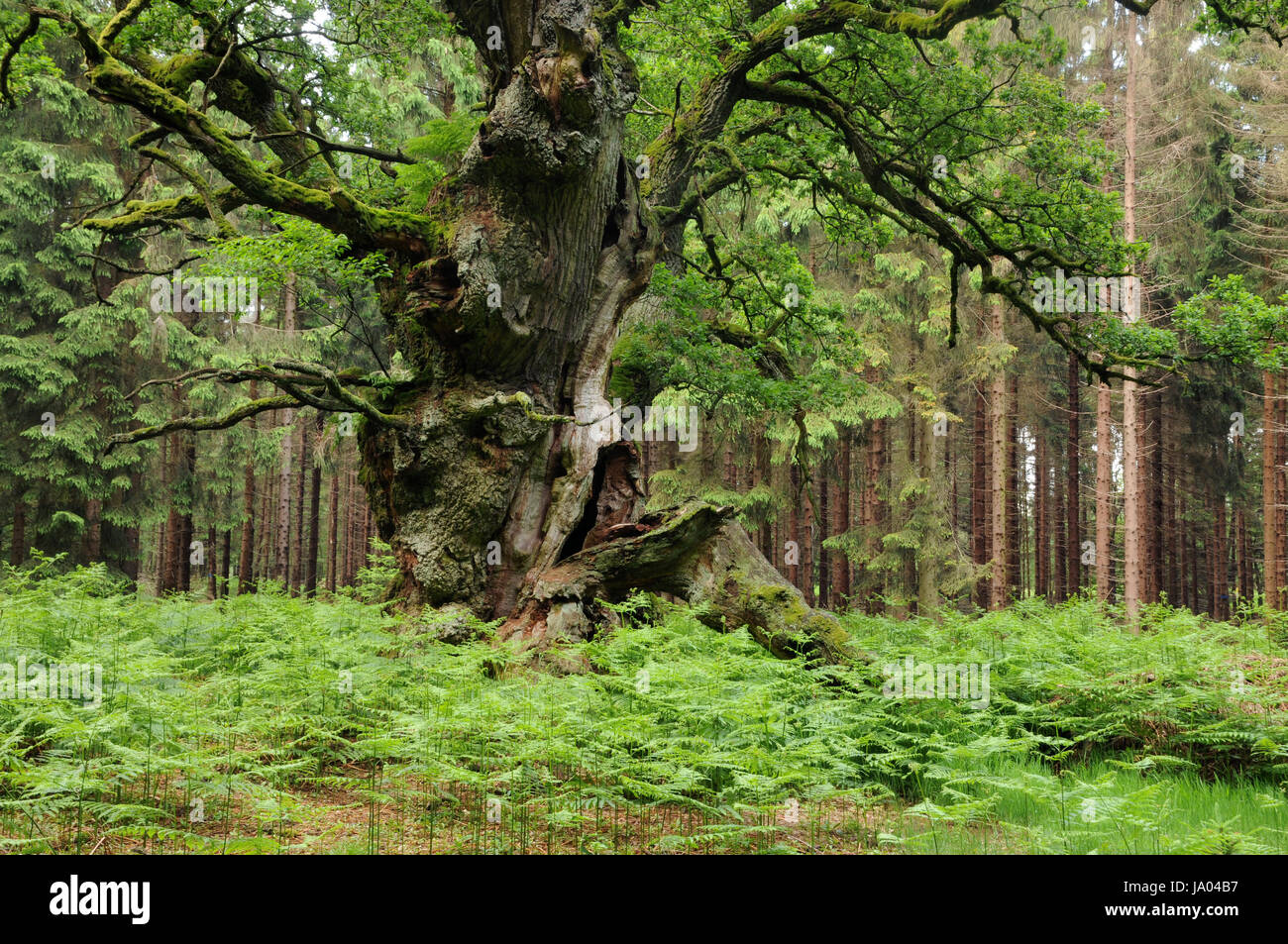 German oak hi-res stock photography and images - Alamy