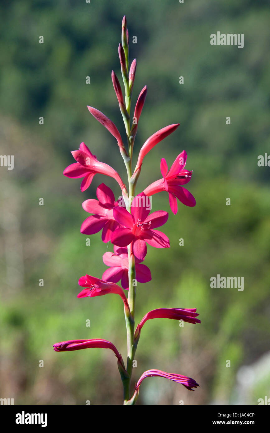 Tritonia hi-res stock photography and images - Alamy