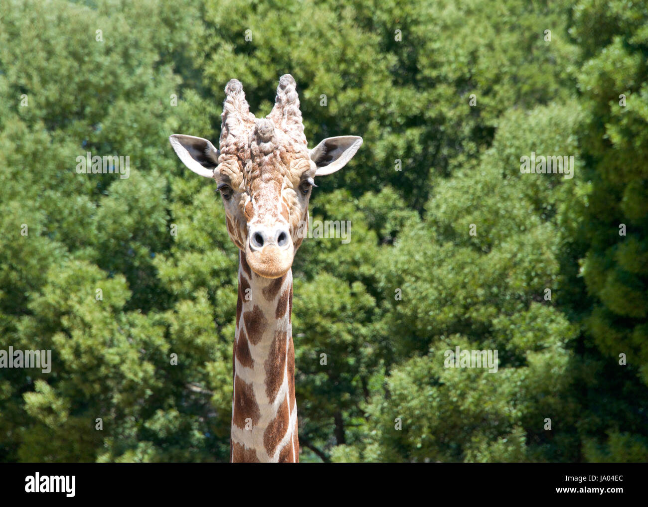 Portrait of a giraffe looking directly at viewers. Tall green leafy ...