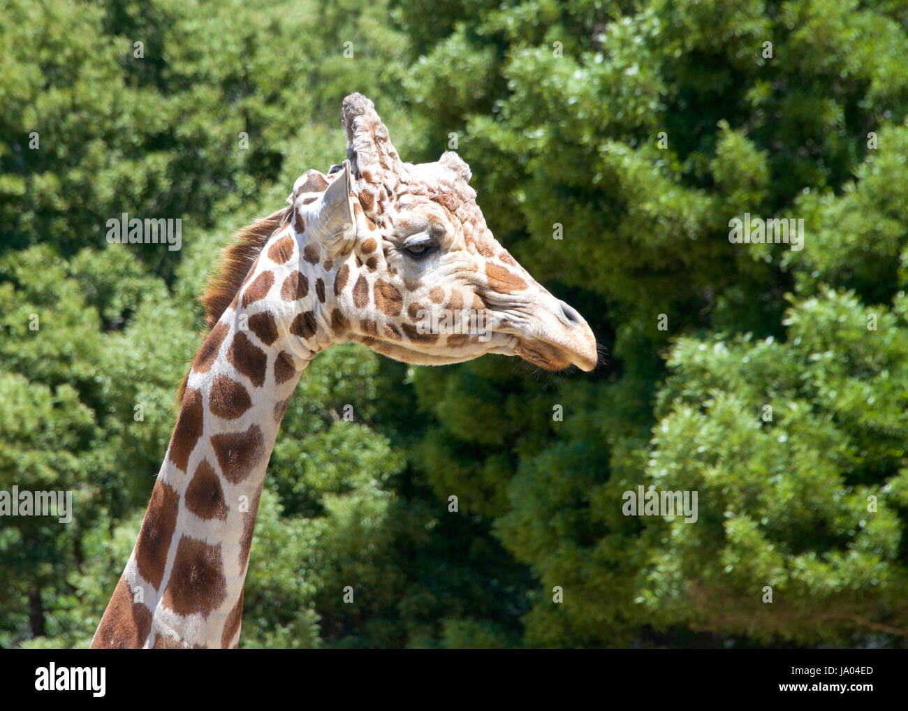 Portrait of a giraffe looking to viewers right. Tall green leafy trees ...
