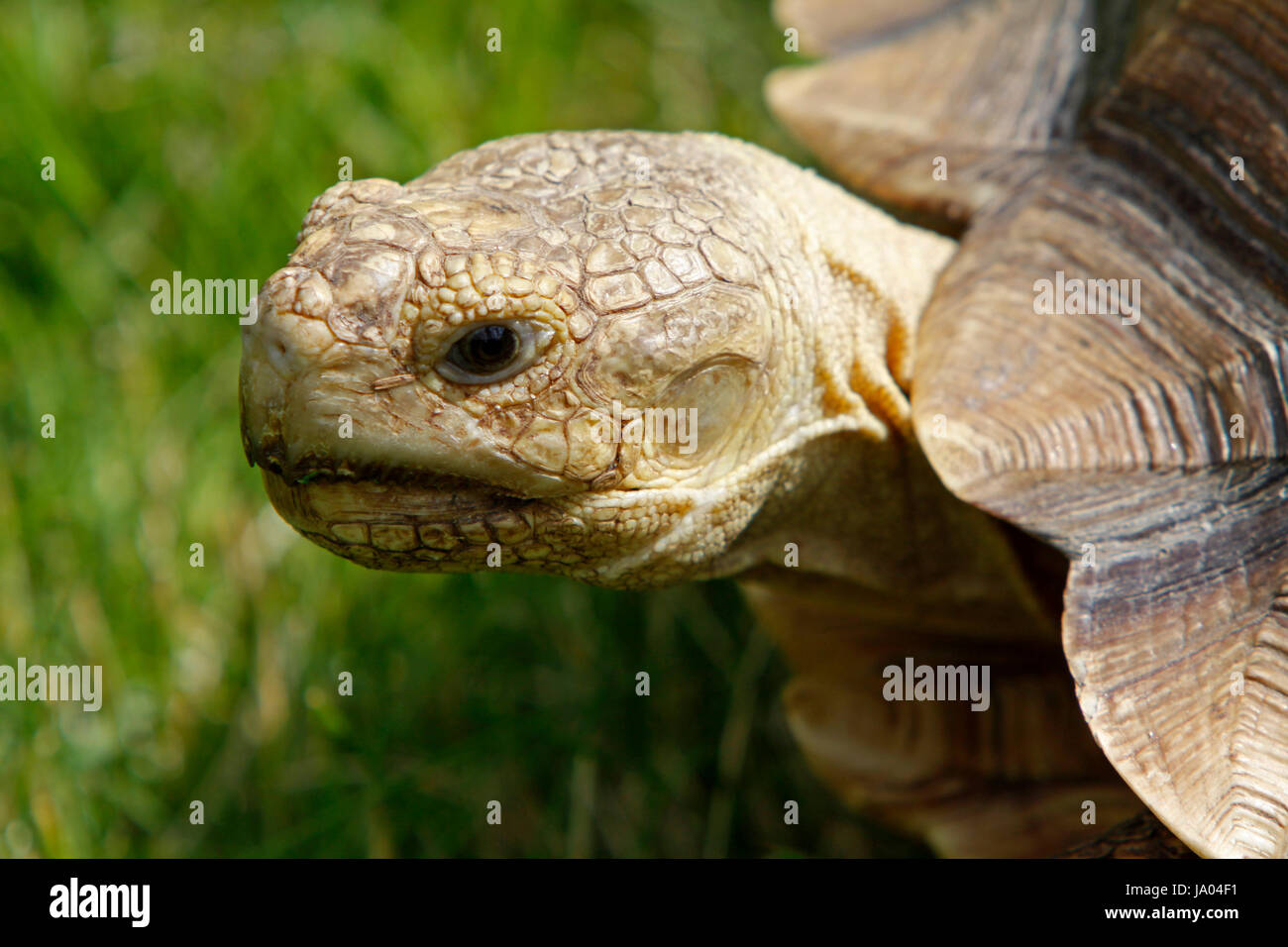 african spurred tortoise Stock Photo - Alamy