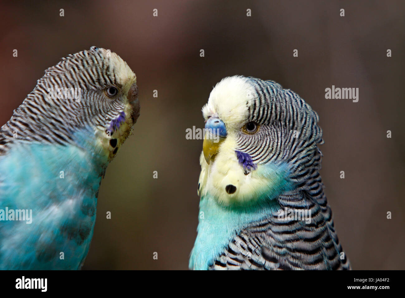 Blue budgerigars hi-res stock photography and images - Alamy