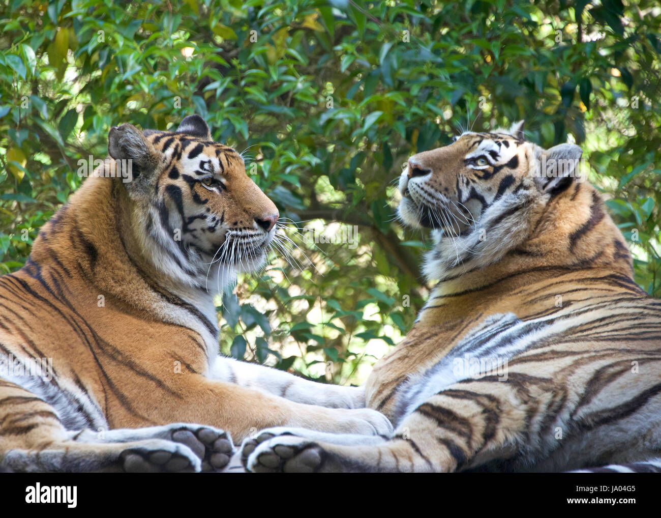 The tiger (Panthera tigris) is the largest cat species. Two tigers ...