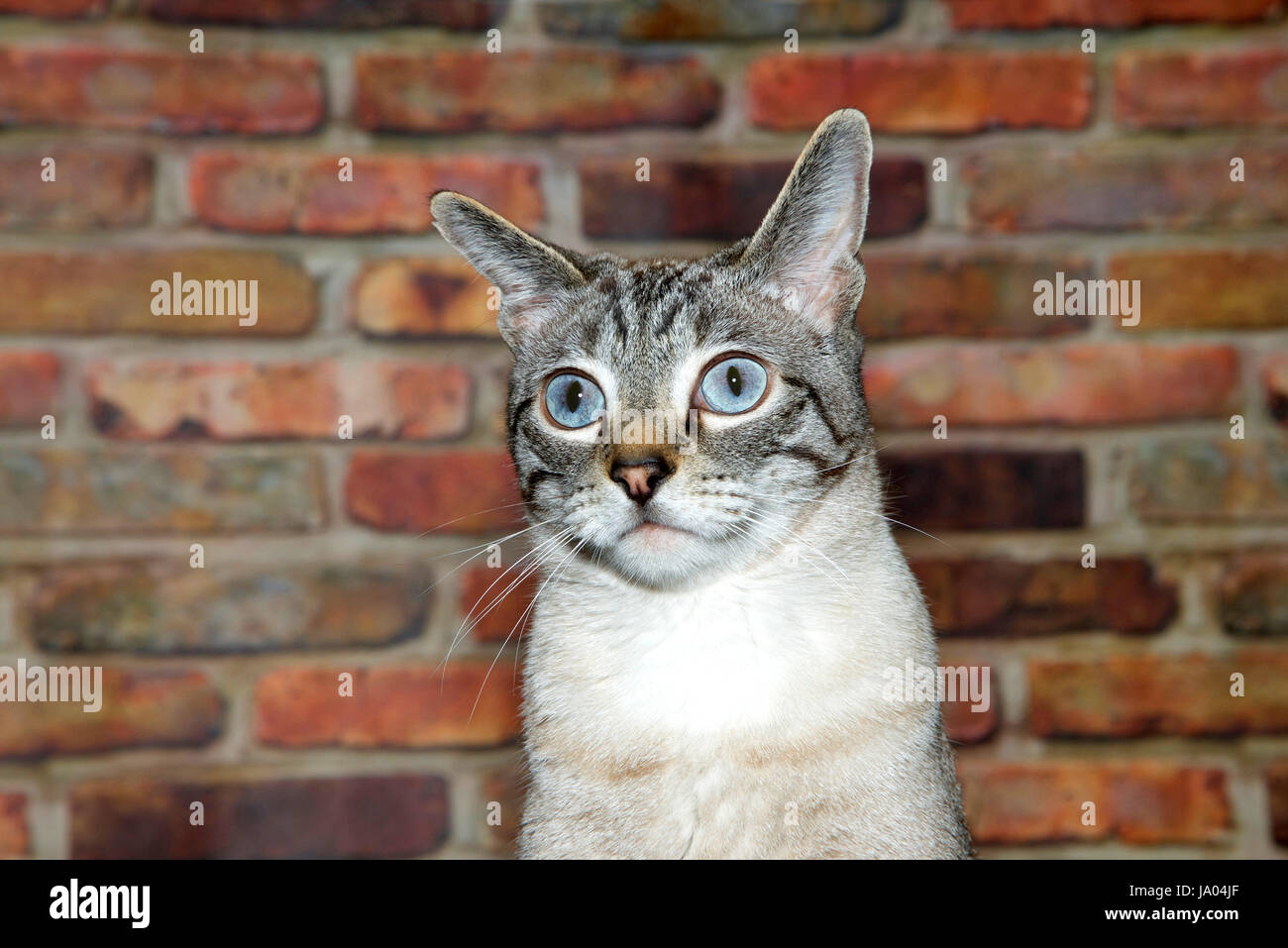 Shocked expression and cat hi-res stock photography and images - Alamy