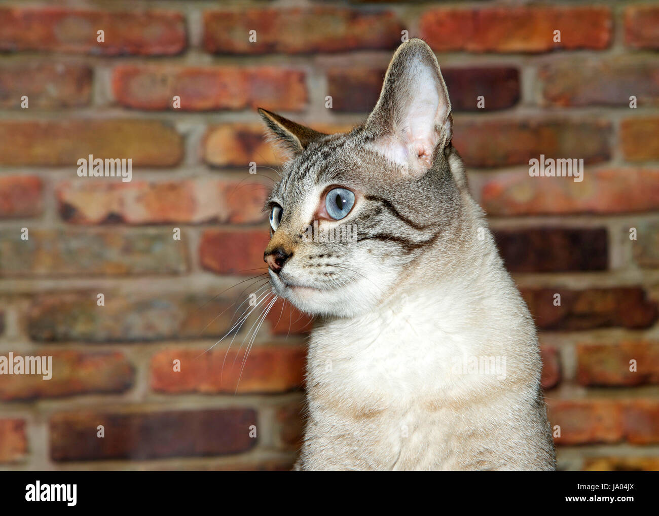 Shocked expression and cat hi-res stock photography and images - Alamy