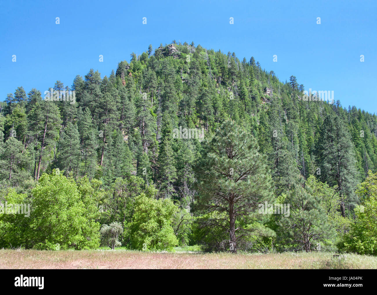 Mountain Pine Tree Arizona Lost Resorts Greer Embracing Another