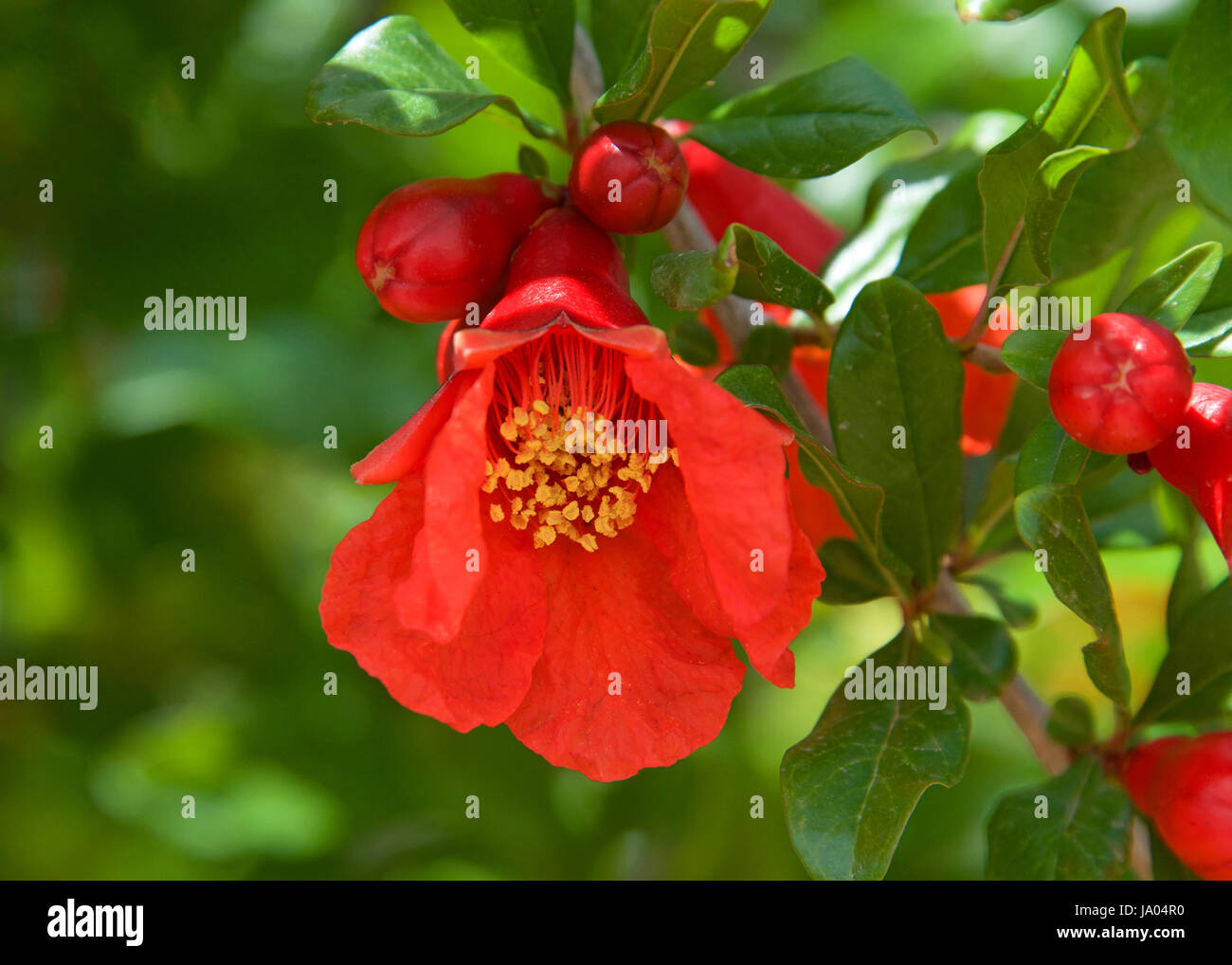 Ornamental pomegranate tree hi-res stock photography and images - Alamy