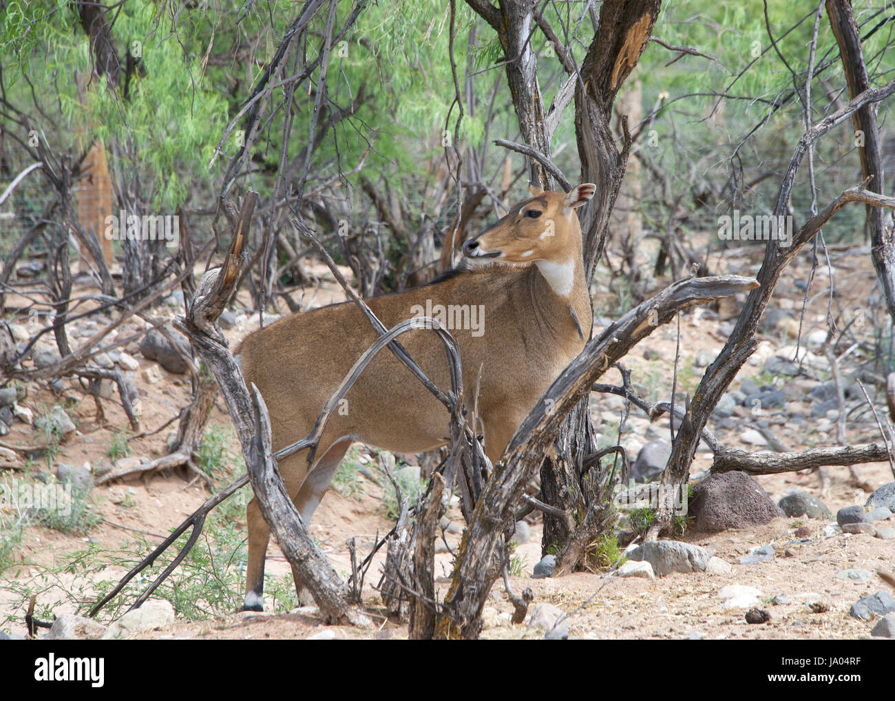 Indian antelope species hi-res stock photography and images - Alamy