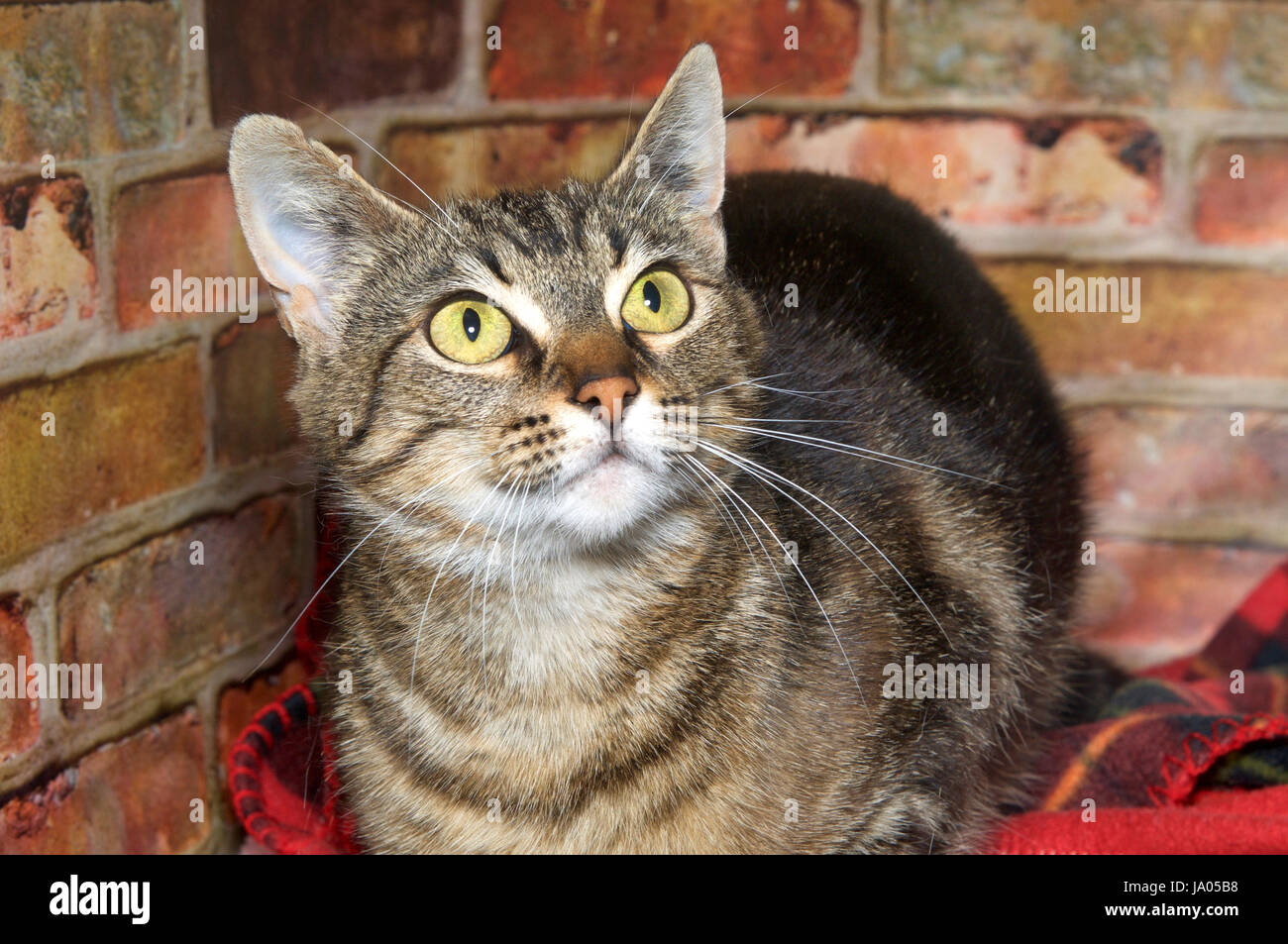 One brown and tan tabby cat with yellow eyes laying in blankets next to ...