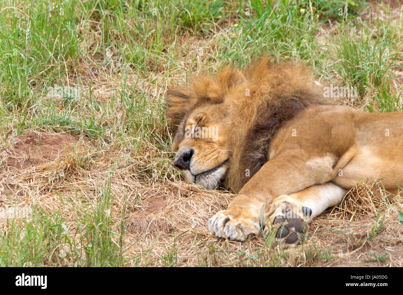Portrait of one male lion laying sideways in the grass sleeping. The ...