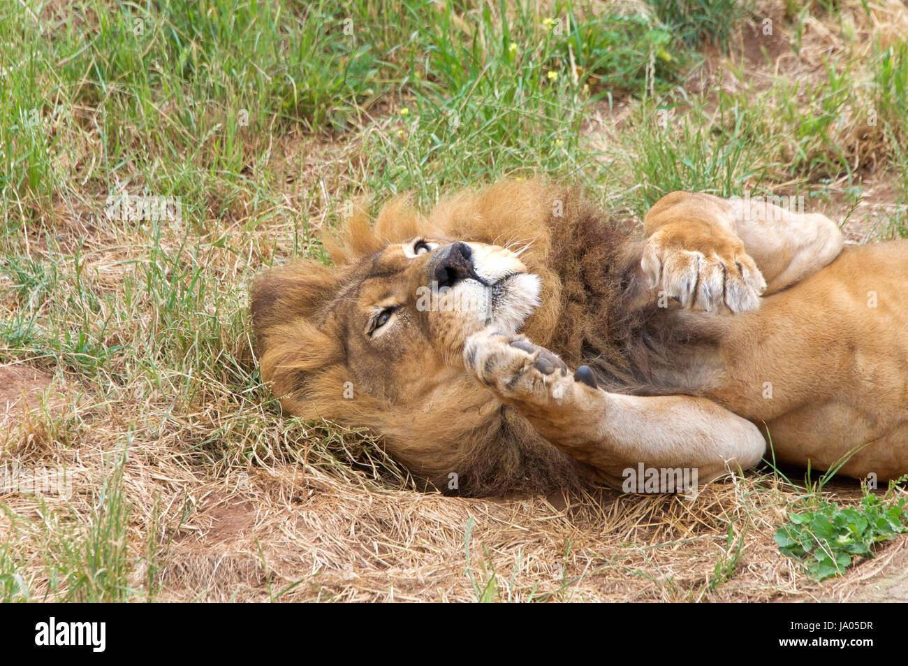 Lion rolling in the grass hi-res stock photography and images - Alamy