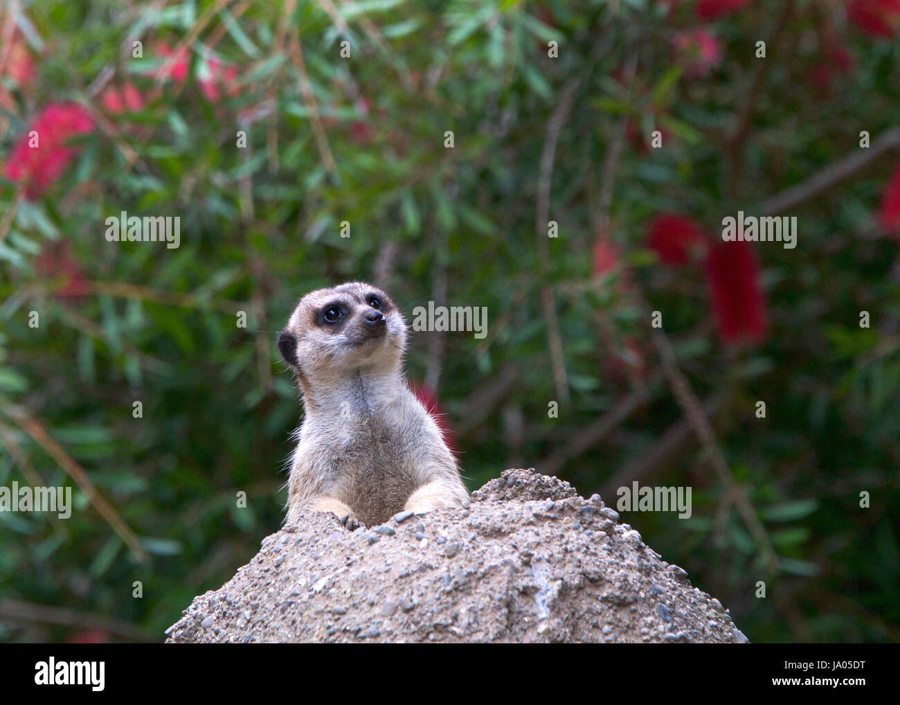 One meerkat peeking out of a hole in a rocky hill looking out for ...